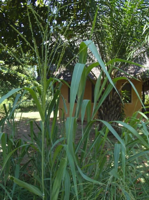 About Us | Eco Shamba Kilole Lodge