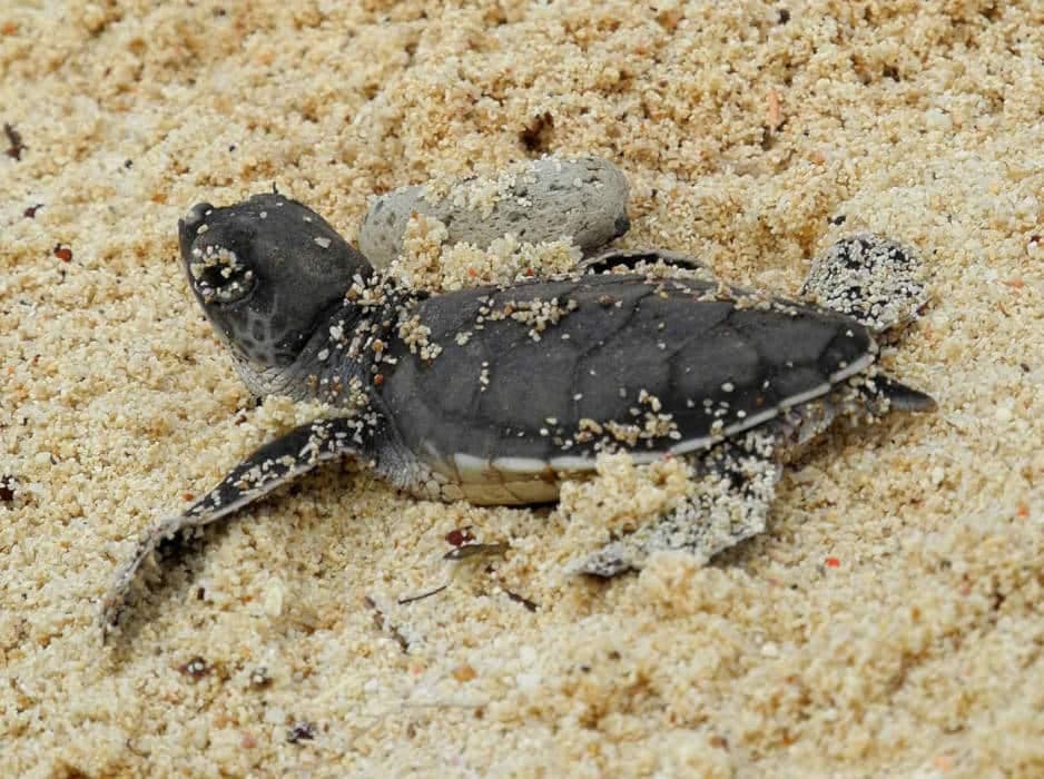 Relaxation culinary delights and immersive activities